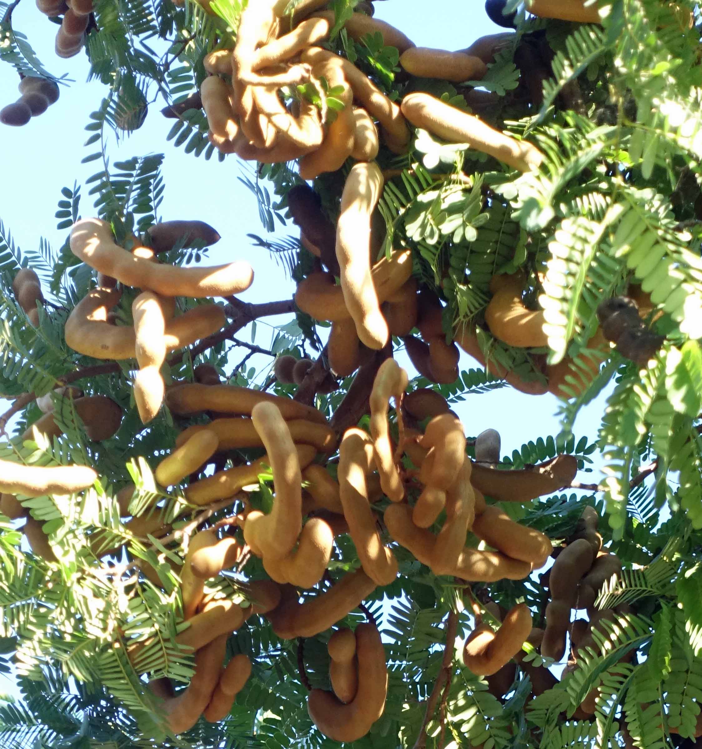 The Tamarind Trees of Dornoch Terrace | Highgate Hill and Its History