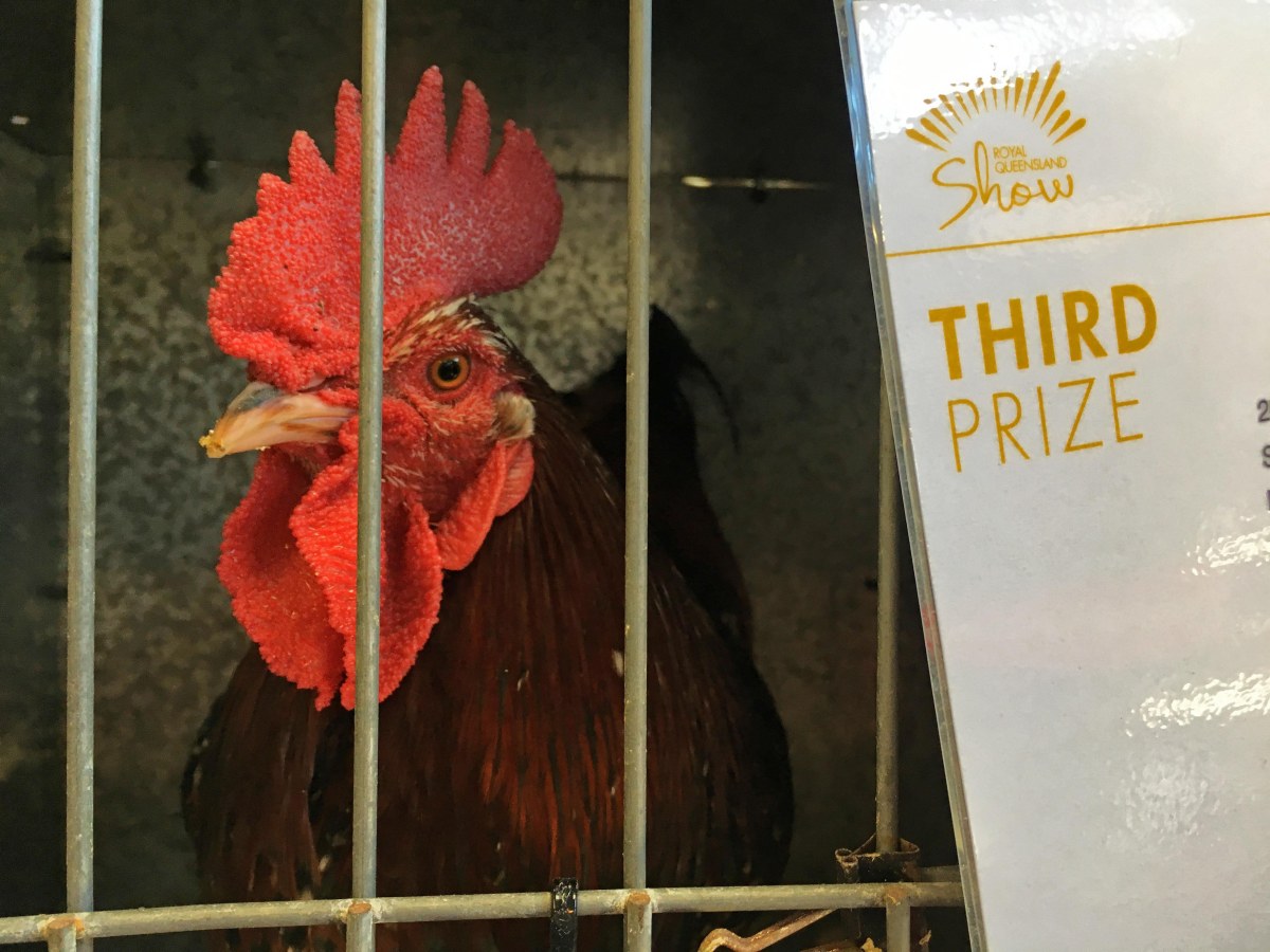 Roosters in the High Court of Australia, | Highgate Hill and Its History